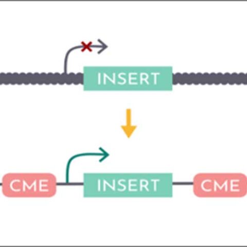 Snip Equip Flip - How to fix medical deficiencies at the gene level ...
